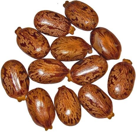 Everything you need to know about ricin poison
