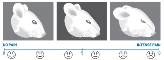 Rats Recognize The Facial Expressions Of Other Rats