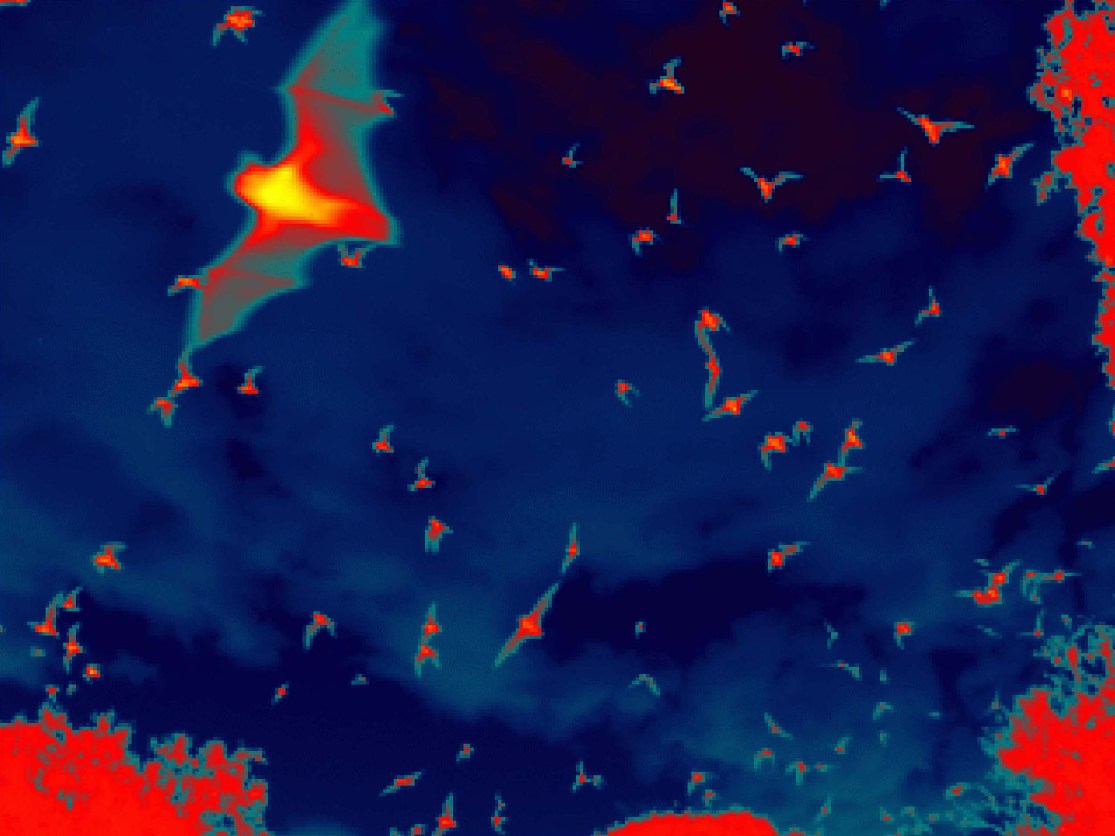 Wildfire smoke travels far but never really disappears