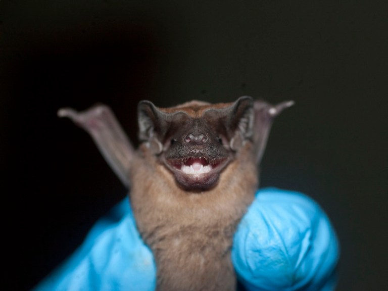 Why Are Bats' Immune Systems Totally Different From Any Other Mammal’s?