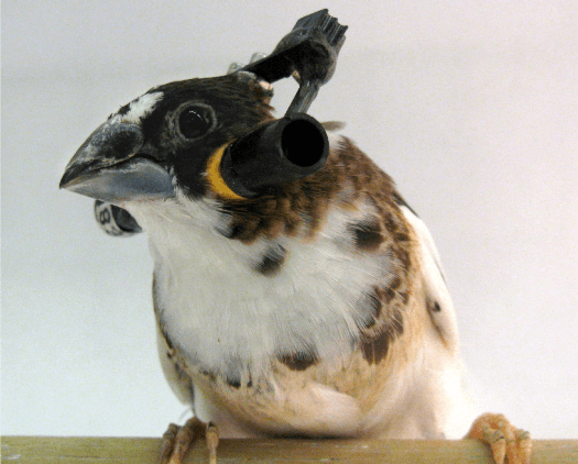 How Birds Learn To Sing