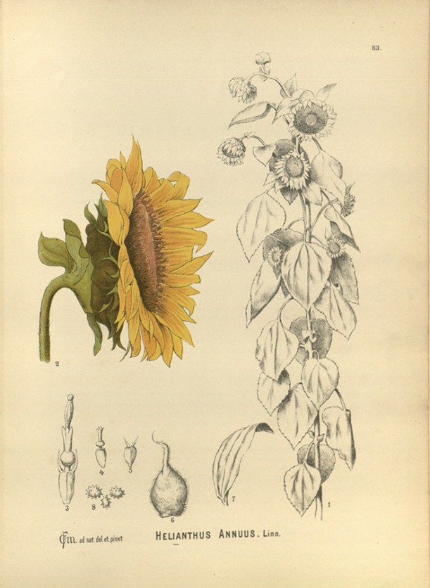 How the sunflower transformed from a garden novelty to a mighty beast