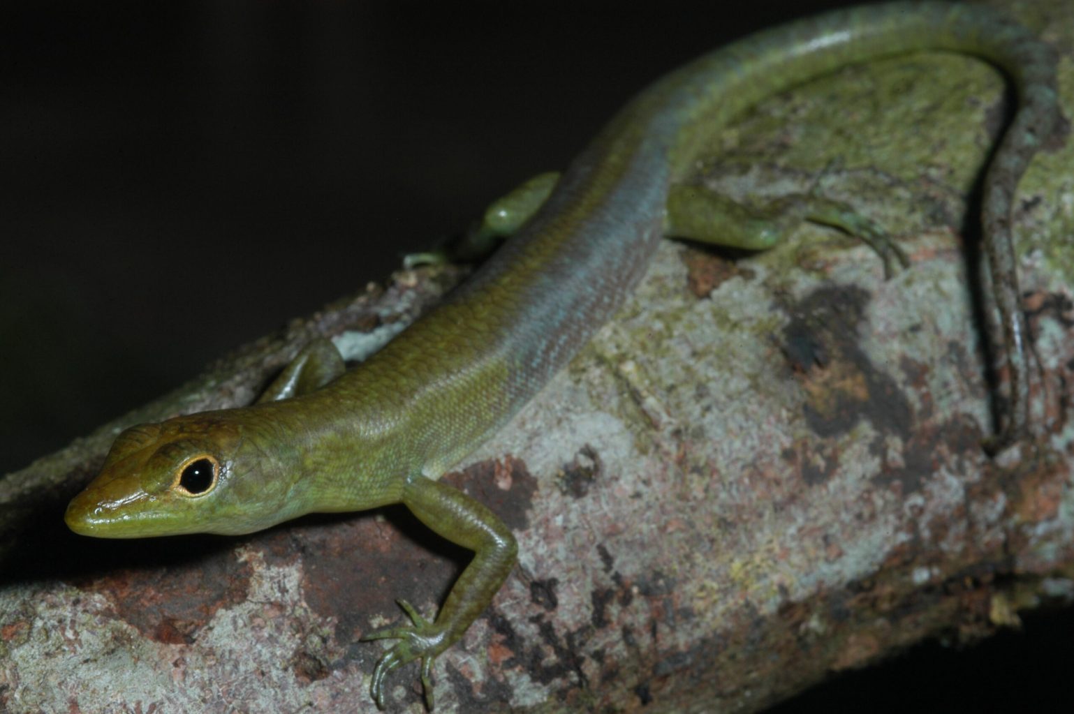 Green bones, green hearts, can’t lose: these lizards survive with toxic ...