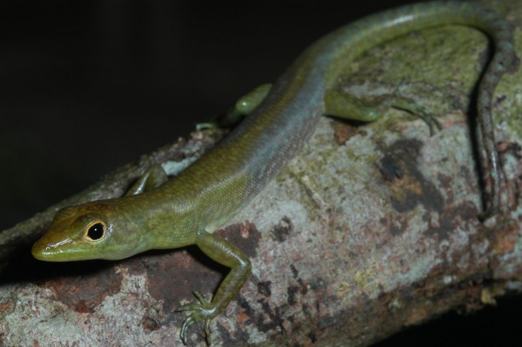 Green bones, green hearts, can’t lose: these lizards survive with toxic ...