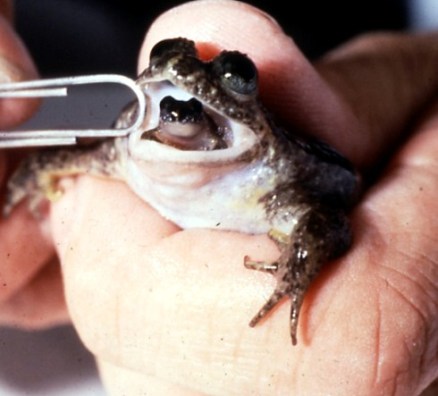 Nature's Grossest Creatures