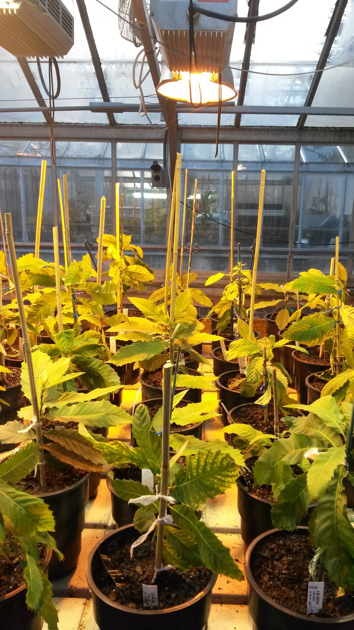 Genetically Modified Chestnuts Roasting On An Open Fire