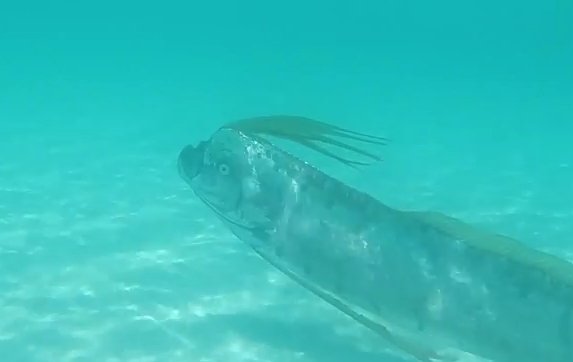 Watch Rare Footage Of Living, Swimming Oarfish
