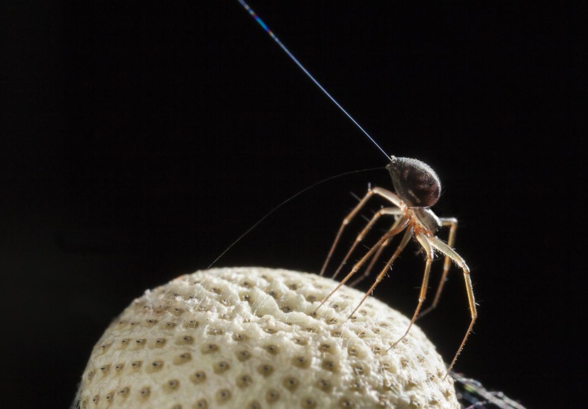 Arachnids may sense electrical fields to gain a true spidey sense