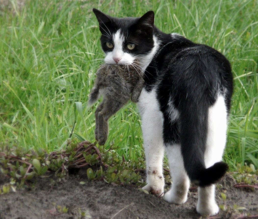 Feral Cats Are A Huge Threat To The Global Ecosystem