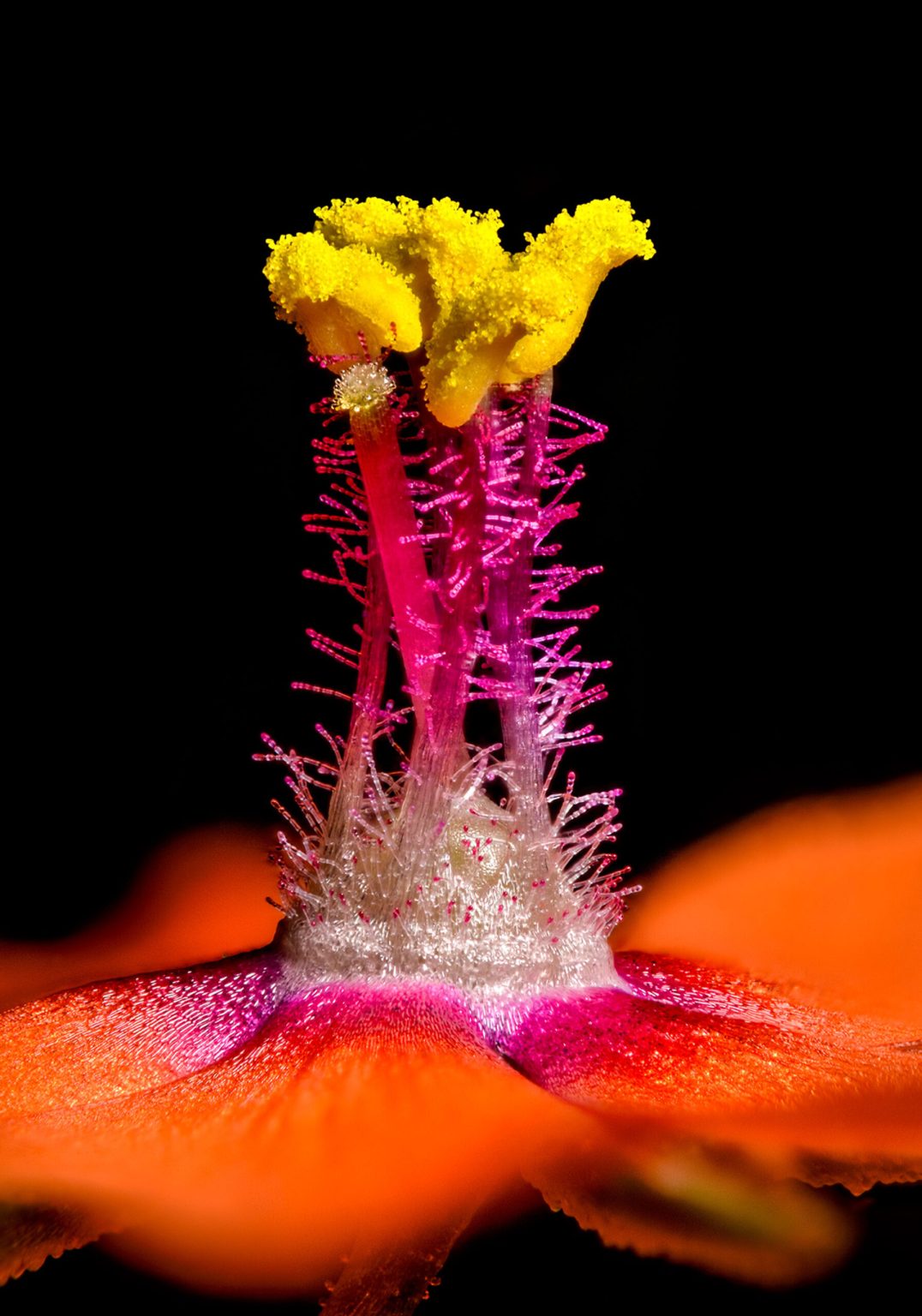 Feast Your Eyes On The Best Microscope Images Of The Year