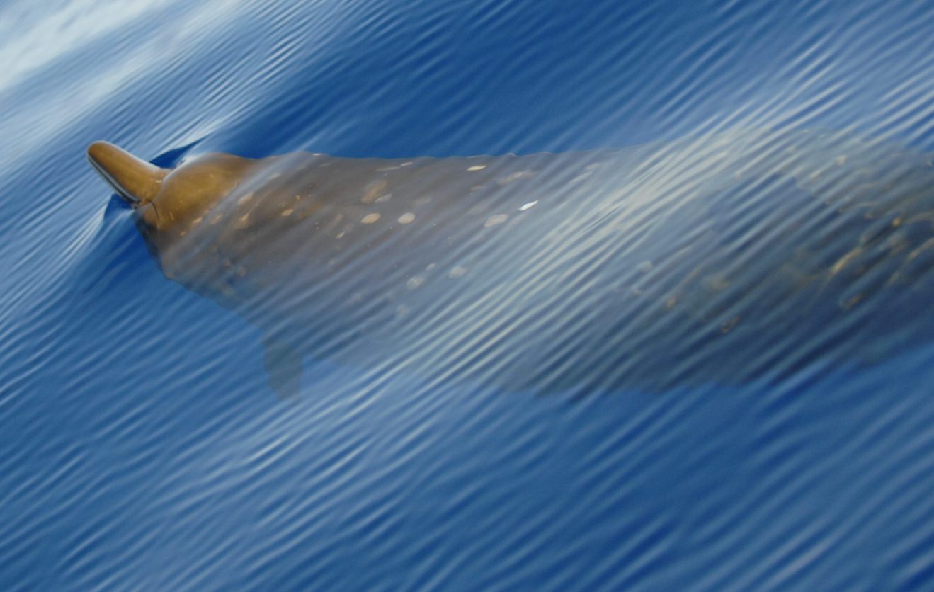 Possible New Whale Species Discovered In Pacific Ocean