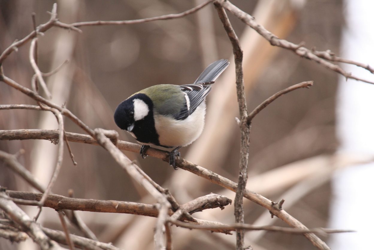 These Songbirds Can Speak To Each Other Like Humans Do