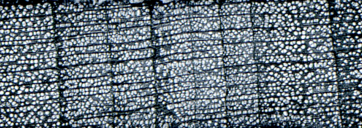 Tree rings contain secrets from the forest