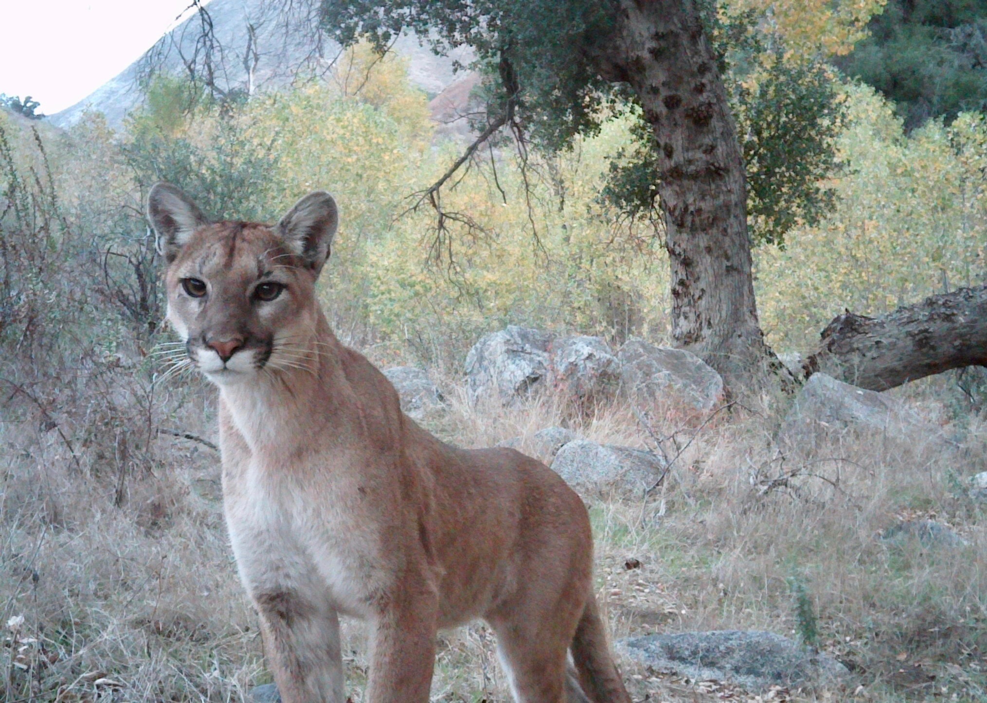Southern California's mountain lions might soon go extinct