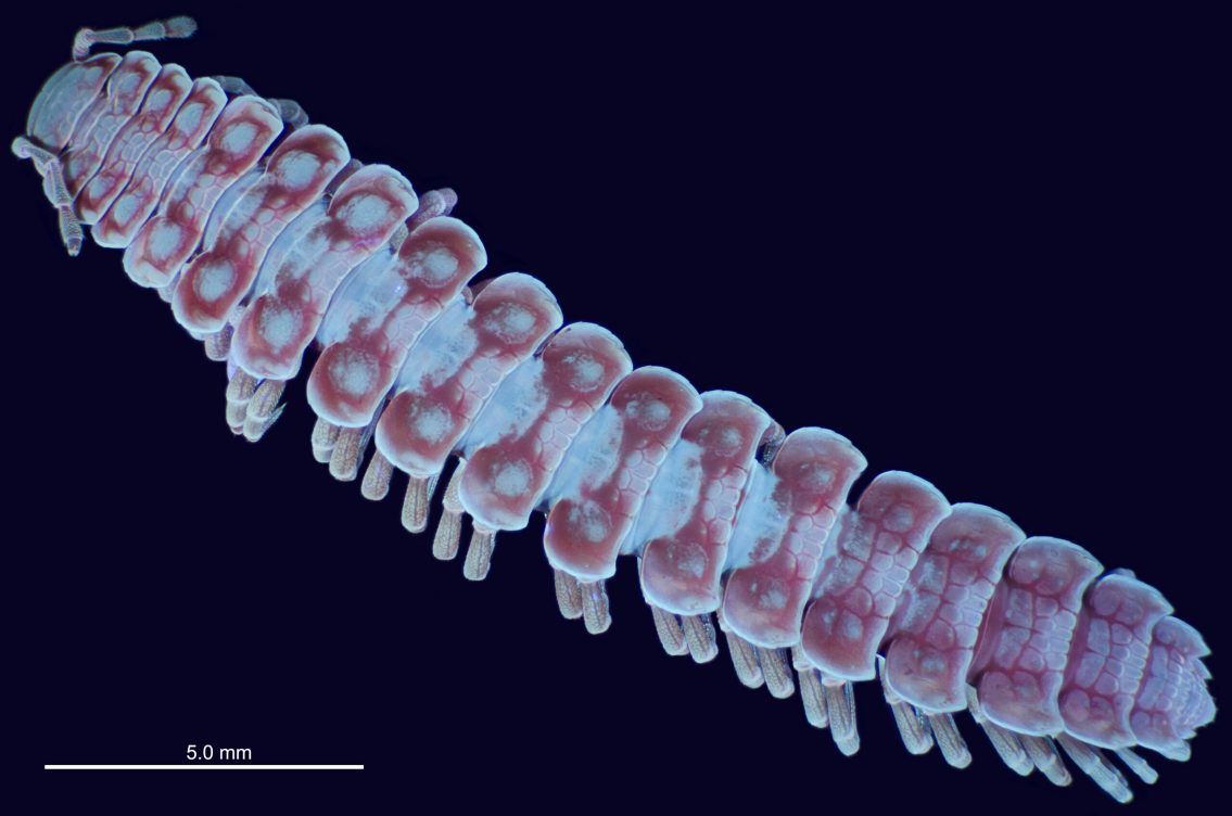 This ancient millipede was as big as a car | Popular Science