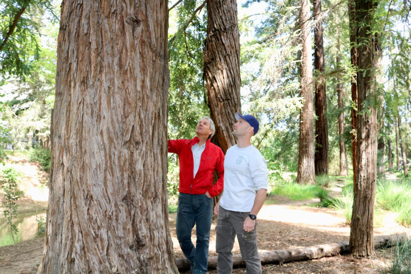 Researchers sequenced giant redwood genomes to kickstart a 23andMe for ...