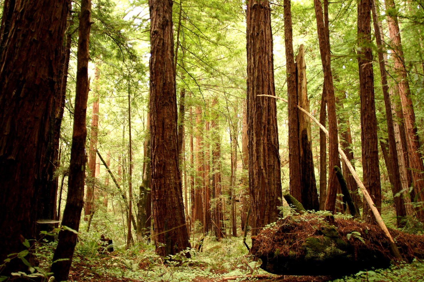 Researchers sequenced giant redwood genomes to kickstart a 23andMe for ...