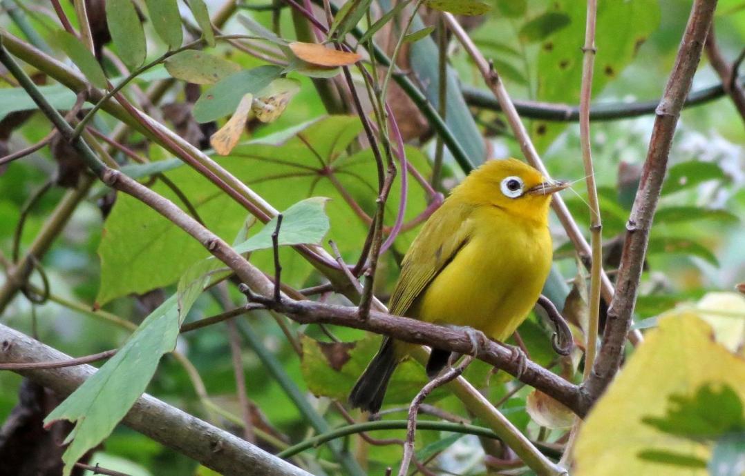 Two newly discovered birds are a product of Indonesia's 'evolutionary ...