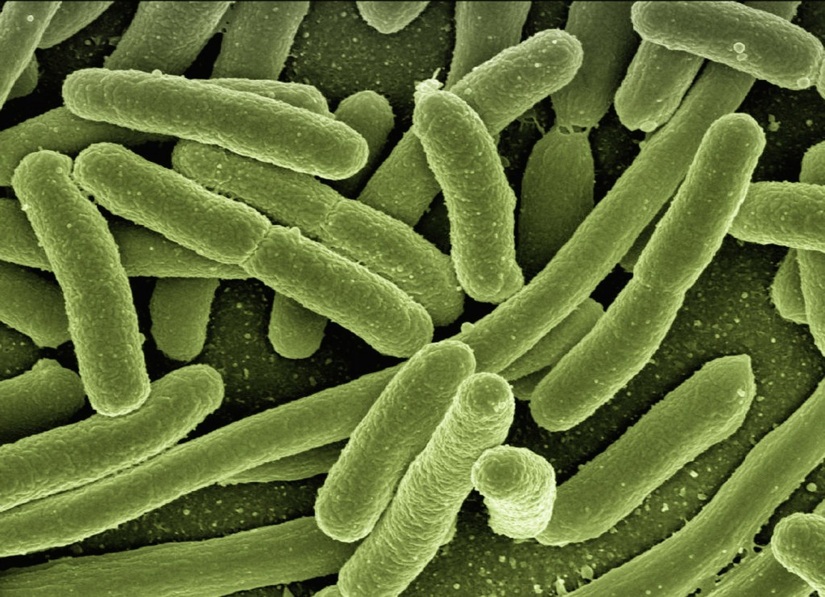 Bacteria can change inside of us to beat antibiotics