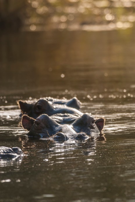 The world secretly runs on hippo poop