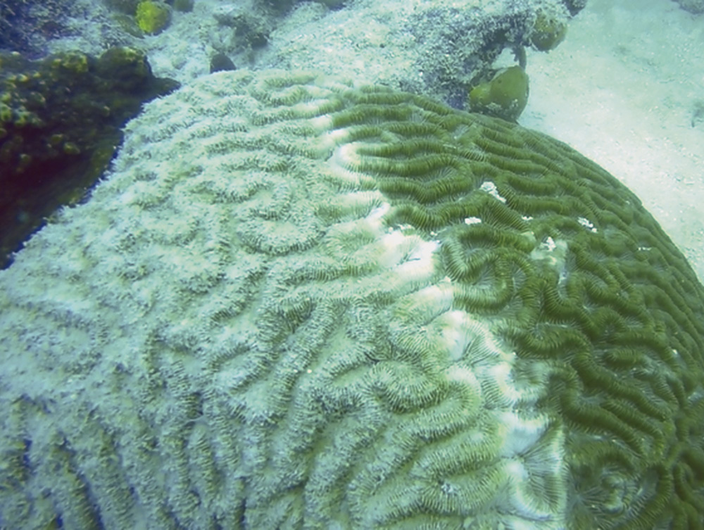 Scientists are putting antibiotics into the ocean—on purpose. And it’s ...