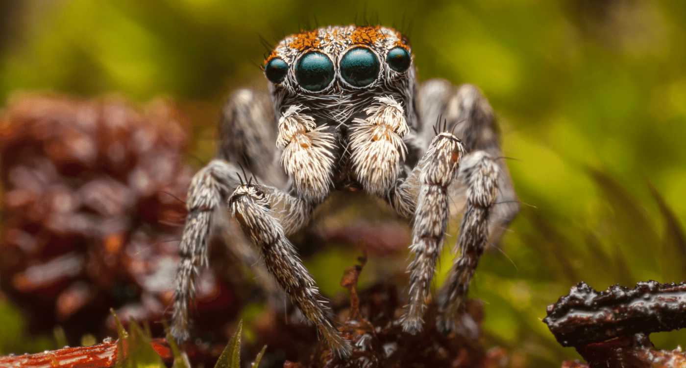 This spider’s exoskeleton looks like a helmet for a very tiny alien