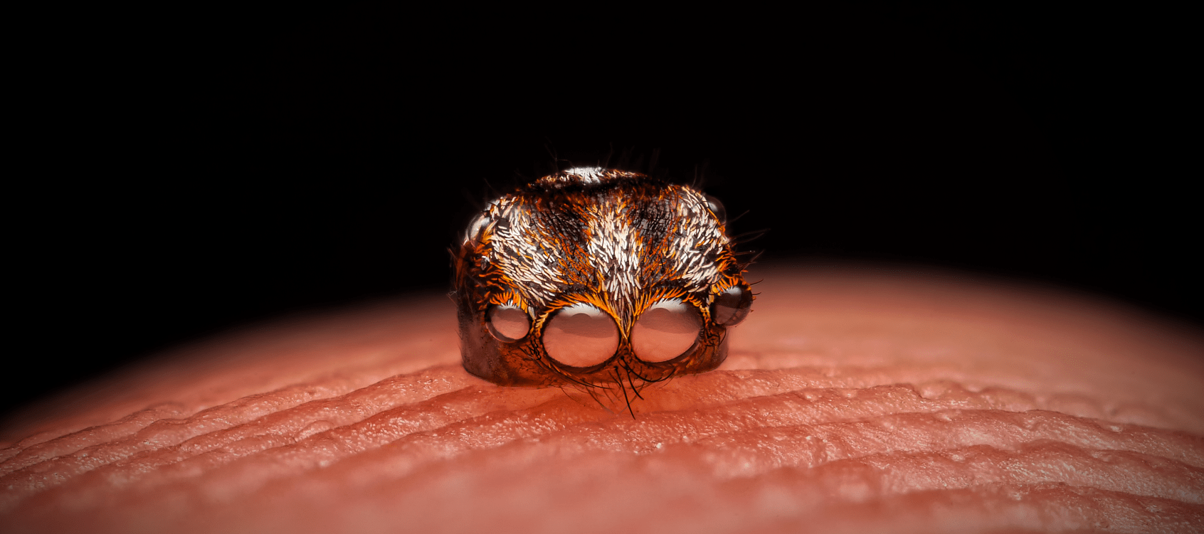 This spider’s exoskeleton looks like a helmet for a very tiny alien