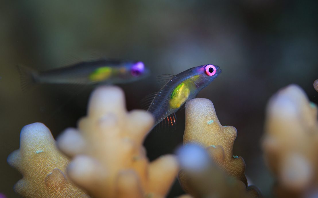 The hidden fish keeping coral reefs alive
