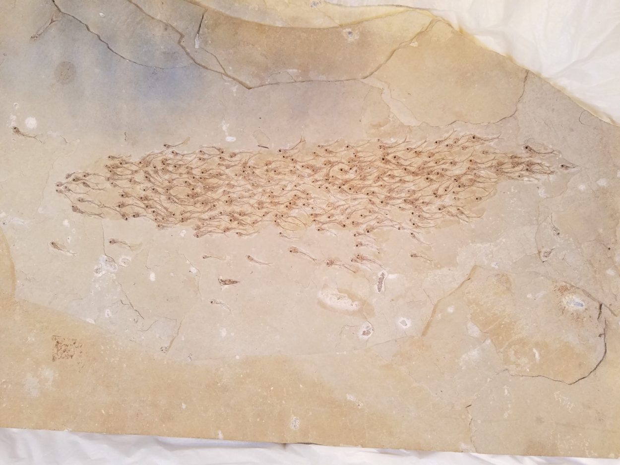 A 50-million-year-old school of fish is etched forever in this rare fossil