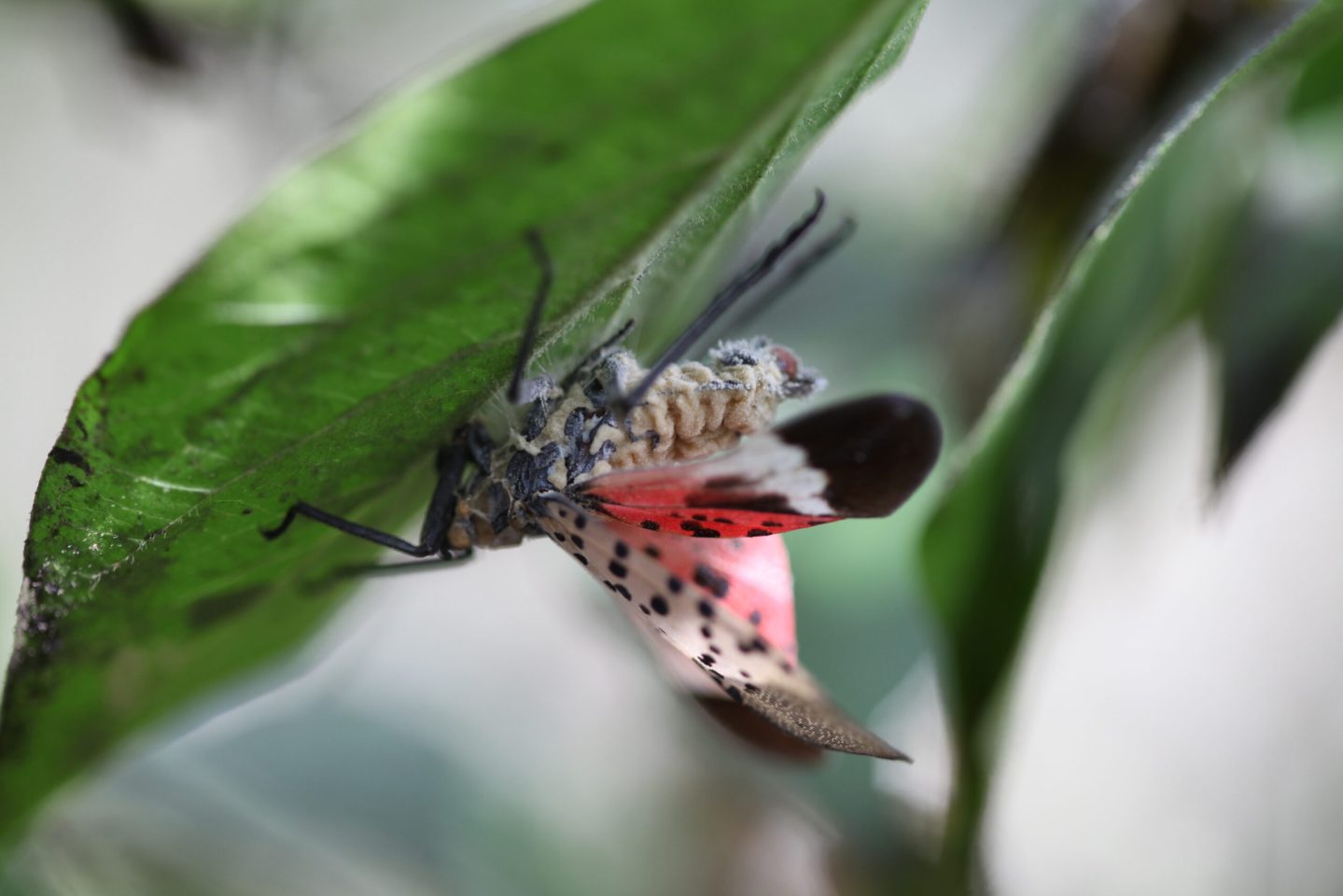 Humans can't manage this invasive fly—but a mind-controlling fungi might