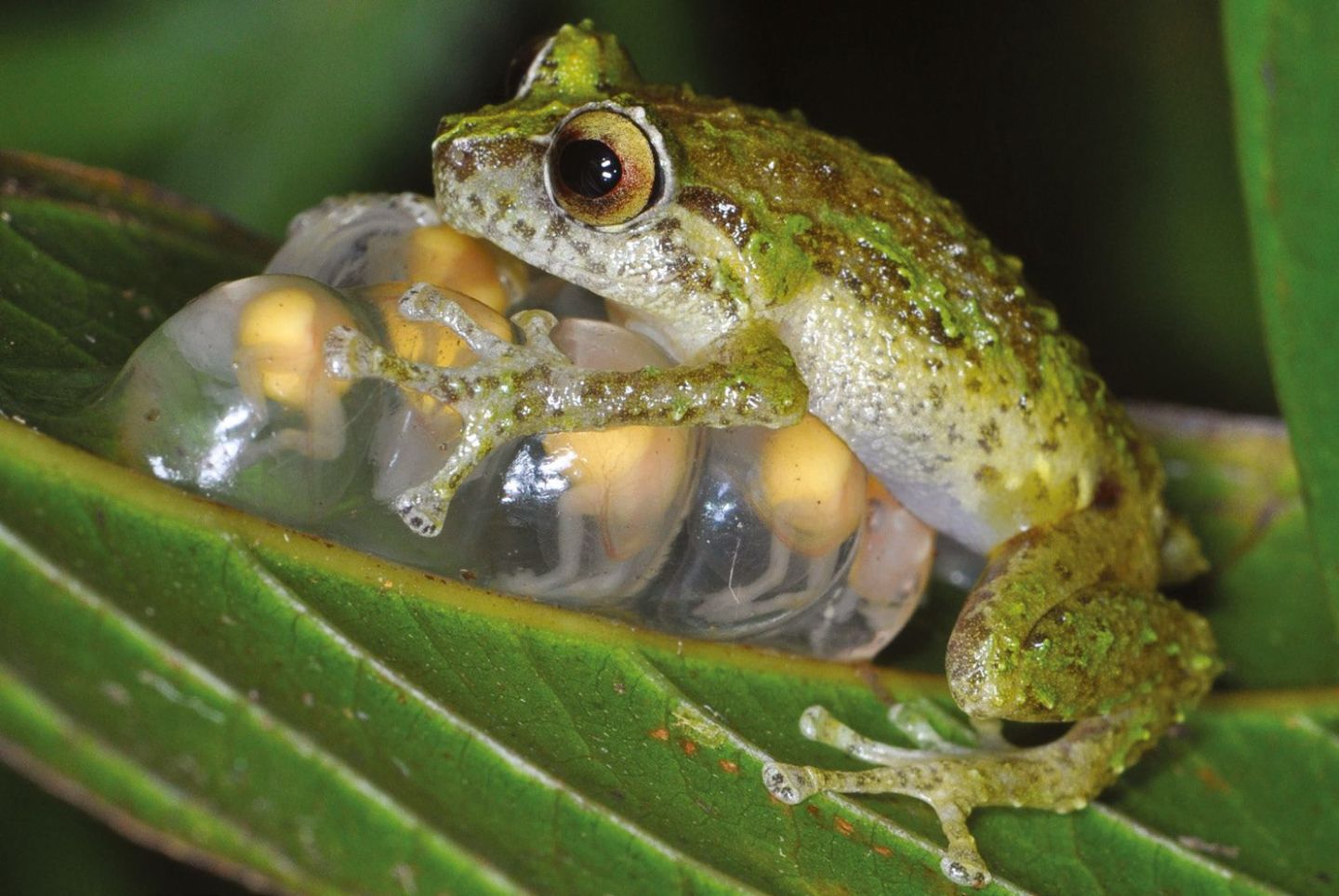 This island is many frogs' last hope for surviving the world's ...