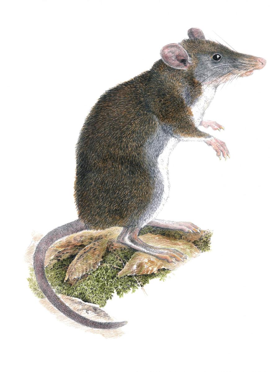 Biologists discovered two new species of shrew rat, no thanks to peanut ...
