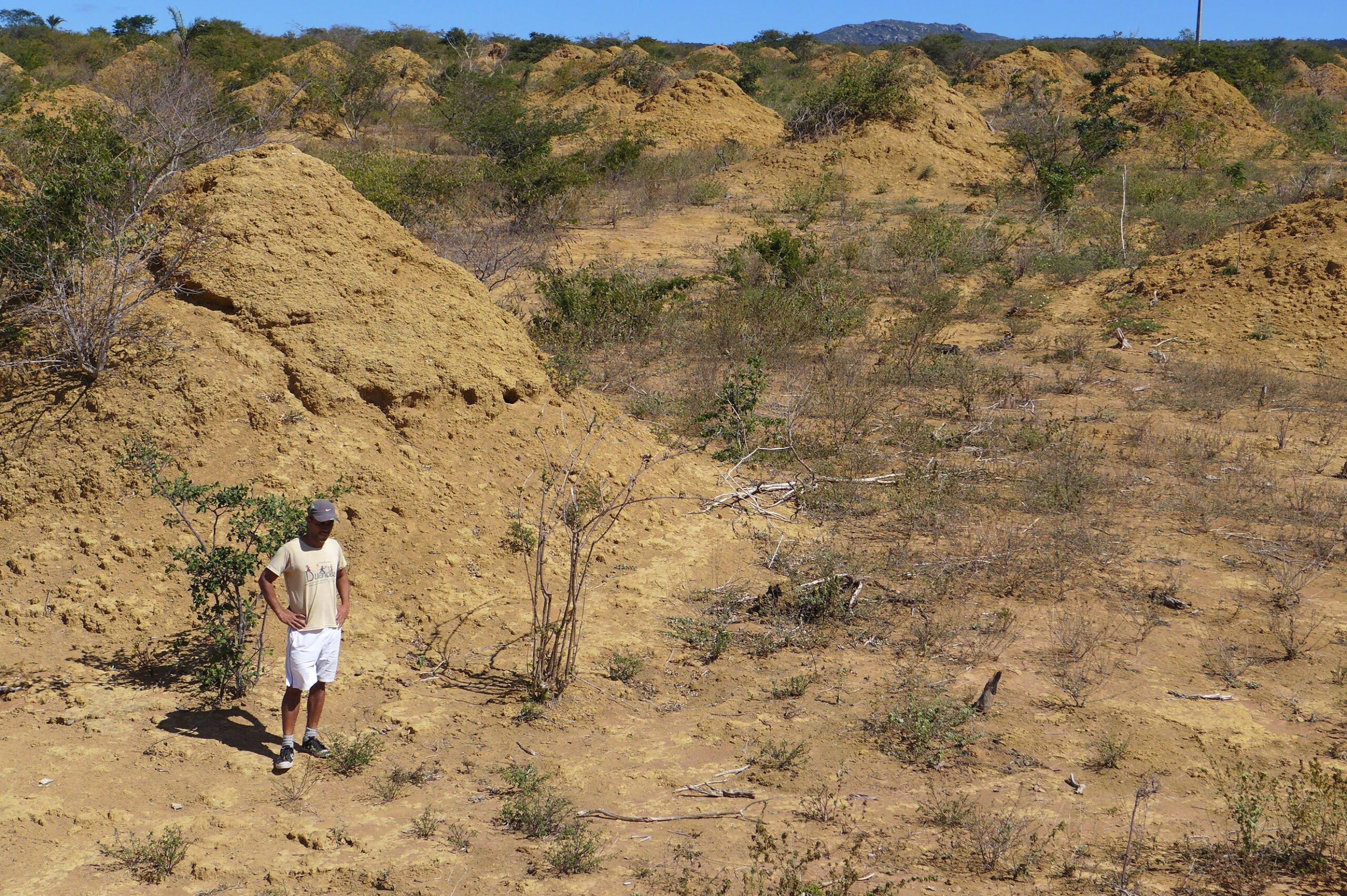 termite mound uk