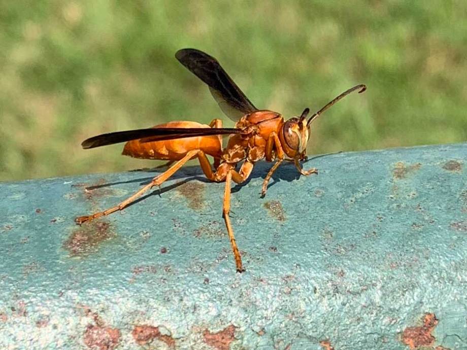 The 10 worst insect stings in the wild