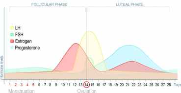 Science is here to validate your PMS cravings