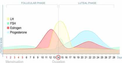 Science is here to validate your PMS cravings
