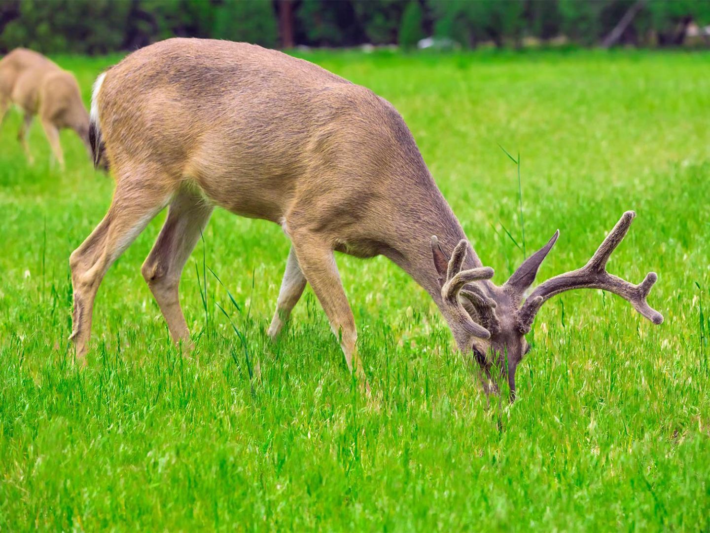 How do deer grow antlers so quickly?