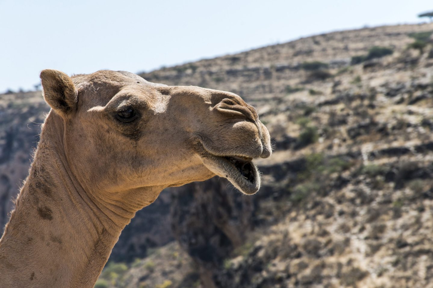 The weirdest things we learned this week: Nazis ate camel poop and ...