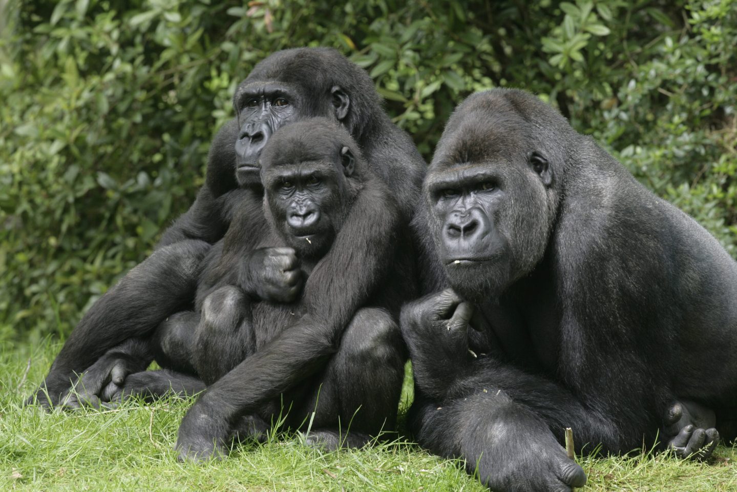 Gorillas can be cliquey, too. Here's what that says about our own ...
