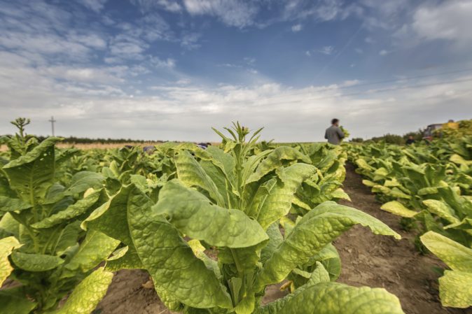 When plants cry out for help, their neighbors start screaming, too