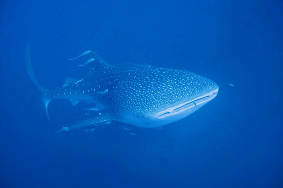 Itchy fish use sharks to scratch | Popular Science