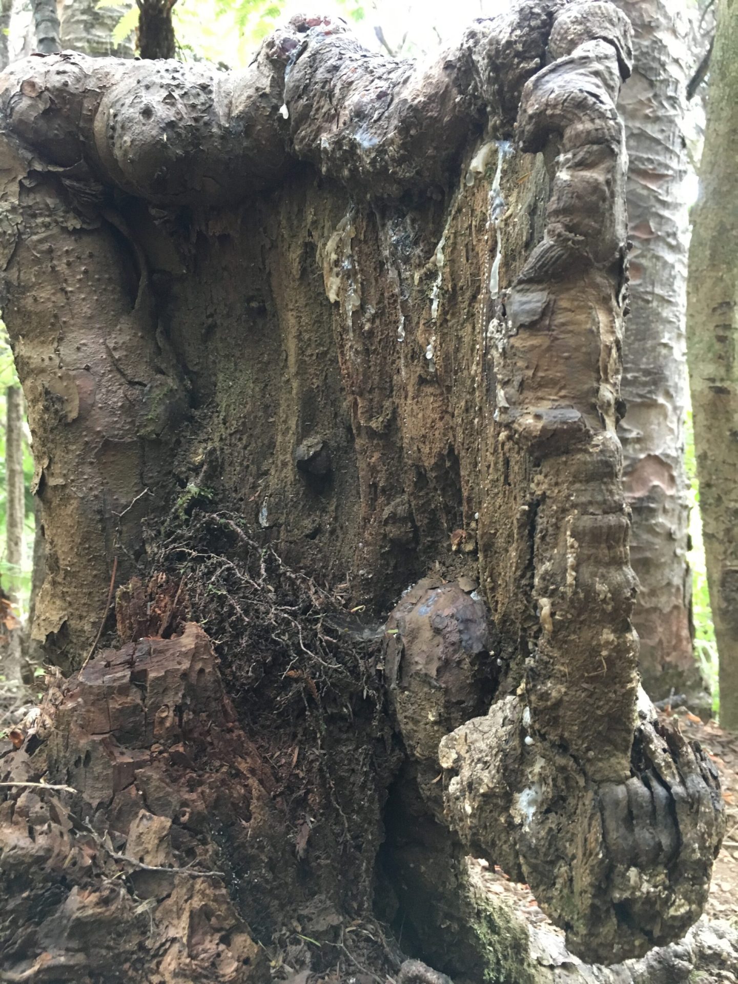 This vampire stump’s lust for life hints at an arboreal superorganism