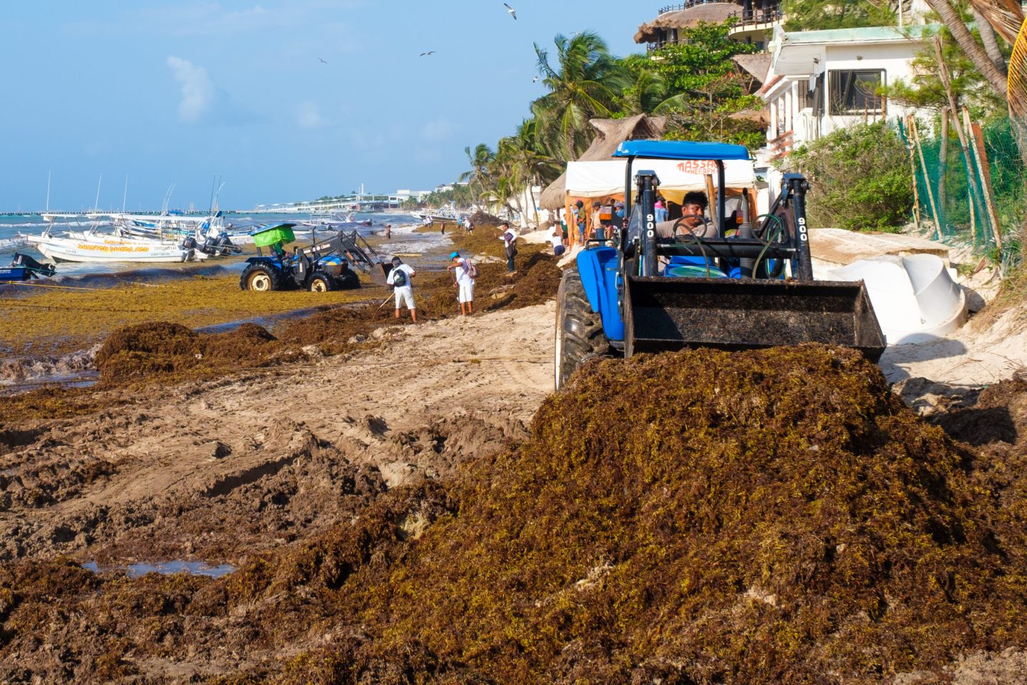 What are algae blooms and why are they bad?