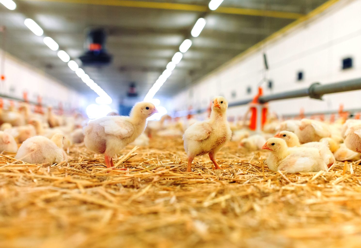 We don’t know what a happy chicken looks like, and that’s a big problem