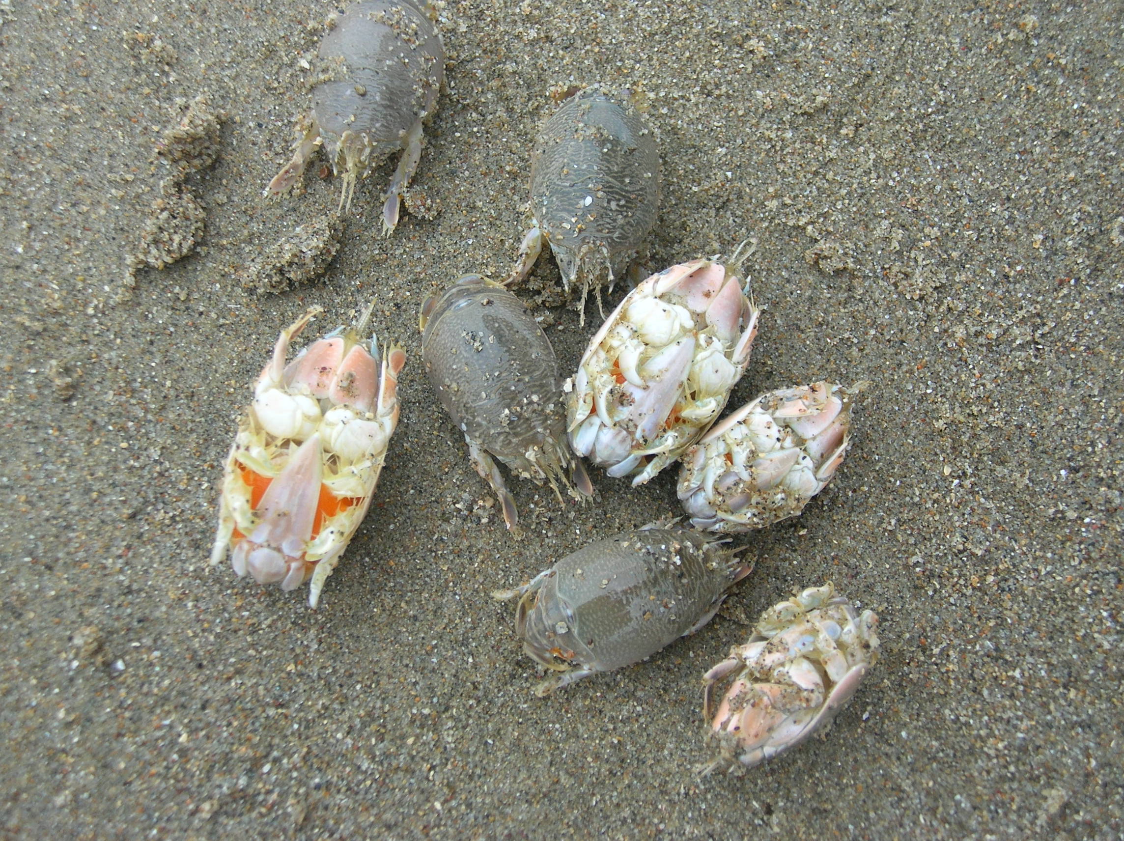 Your favorite pristine beach is founded on mass invertebrate death