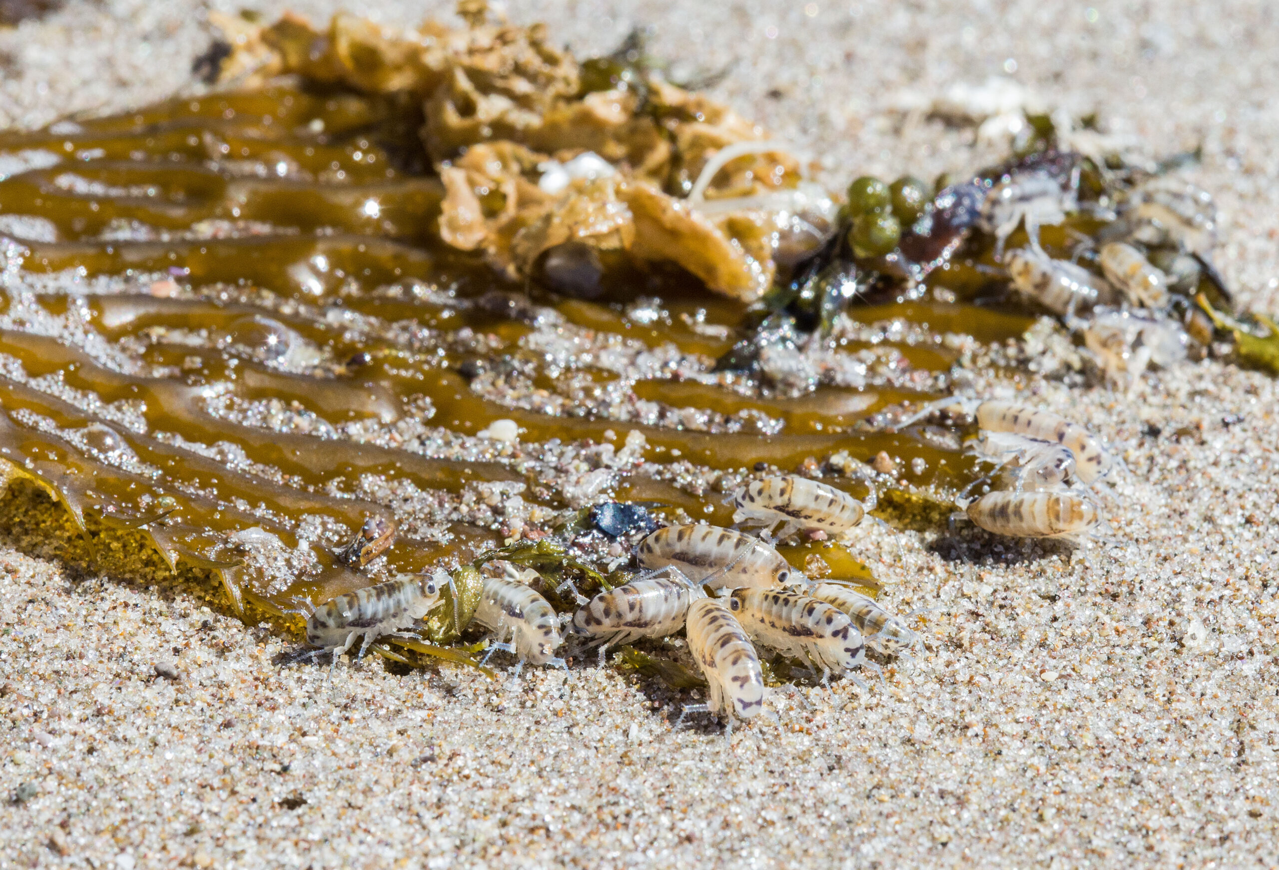 Your favorite pristine beach is founded on mass invertebrate death