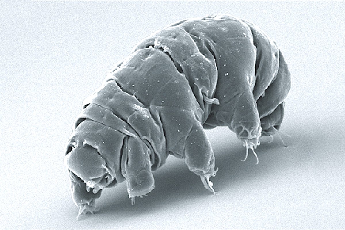 Tardigrades that crash-landed on the moon may still be alive, but they ...