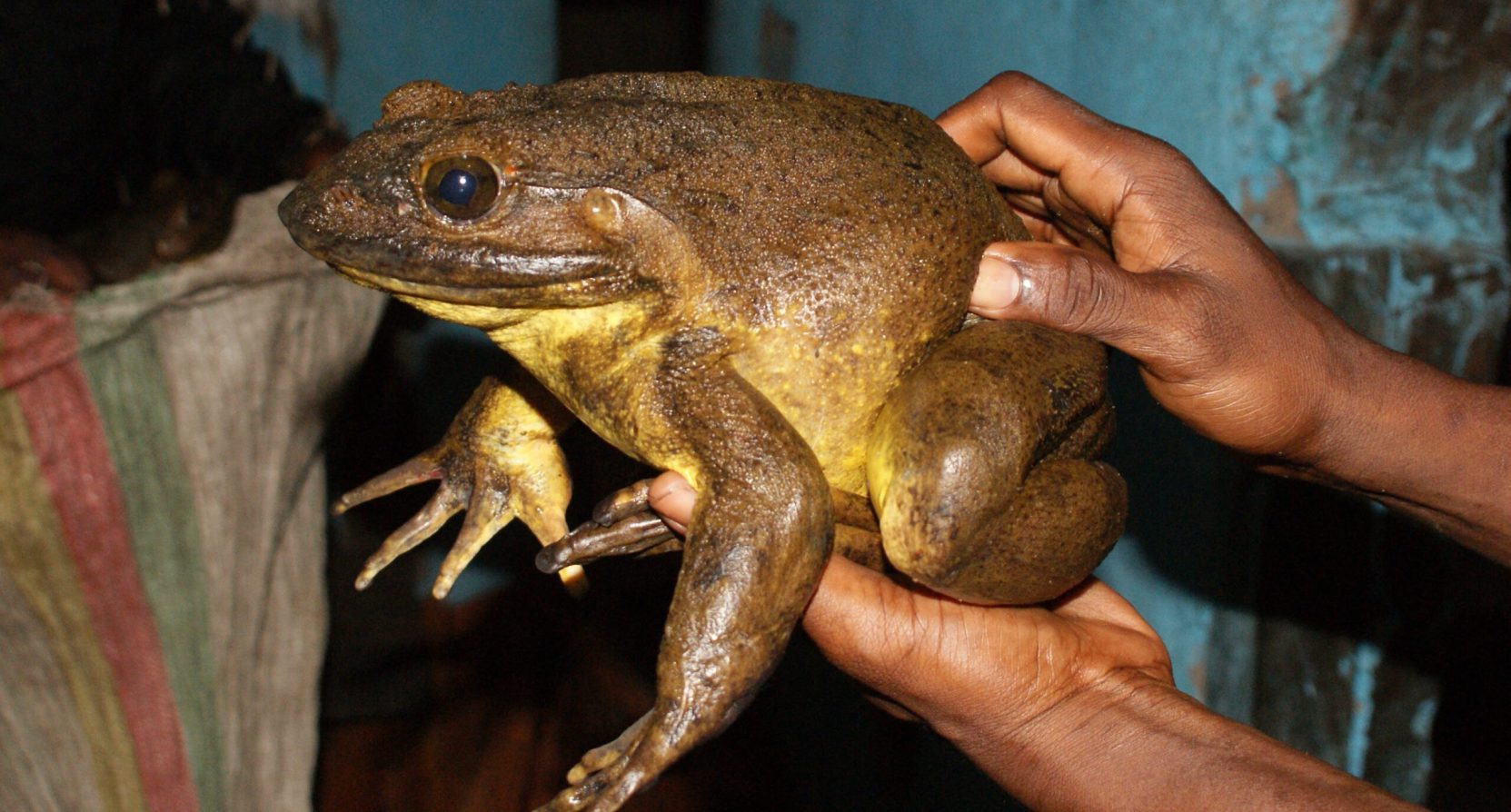 How these foot-long, 7-pound frogs got so jacked