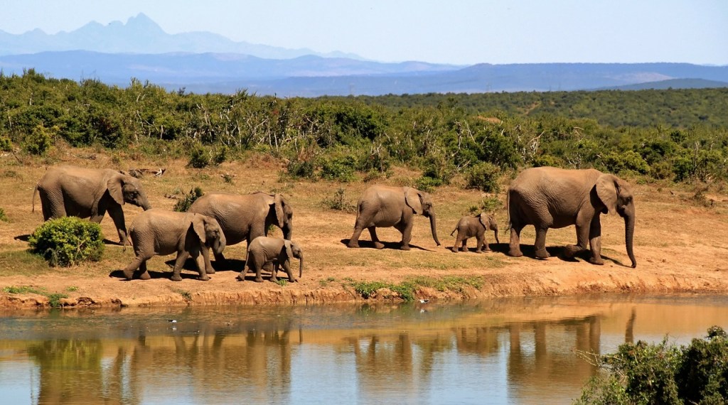 Elephants and monkeys are fighting climate change in ways humans can’t