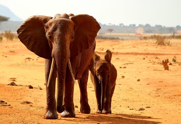 Elephants and monkeys are fighting climate change in ways humans can’t